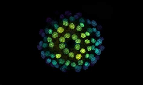 Understanding The Evolution Of Cleavage Patterns In Early Embryonic