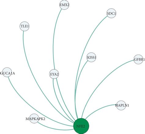 Targeted Transcript Factor Prediction Of The DEGs In The MAKP Signaling