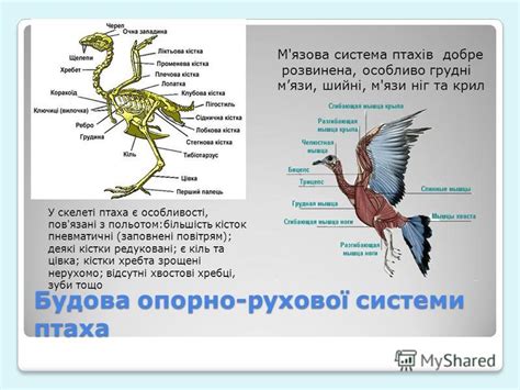 Презентация на тему Опора і рух тварин Рух це переміщення