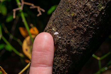 I Present To You All The Smallest Mushroom Ive Ever Found R Mycology