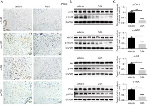 Decreased Phosphorylation Of Ec Function Proteins In The Penile Corpus