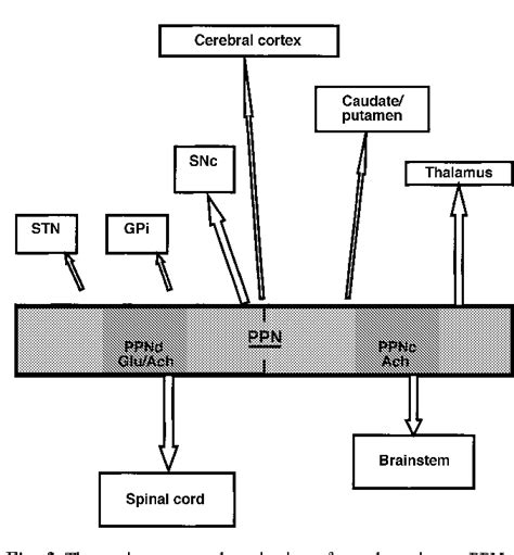 Figure 1 From The Pedunculopontine Nucleus And Parkinsons Disease