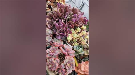 걸이대다육야곱세니금레인드랍 실크베일 Youtube