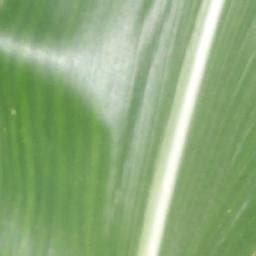 2100 Images Object Detection Dataset And Pre Trained Model By Classification Of Corn Disease