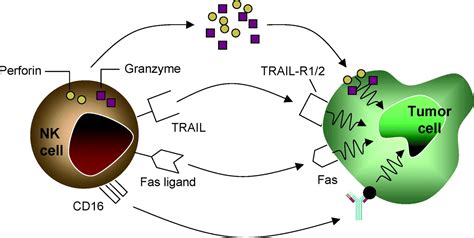 Natural Killer Cells