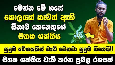 මෙන්න මේ ගසේ කොලයක් කෑවත් ඇති ඕනෑම කෙනෙකුගේ මතක ශක්තිය පුදුම වේගයකින් වැඩි වෙනවා පුදුම හිතෙයි
