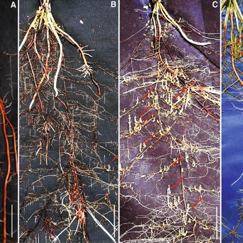 Resistance Response Of Sorghum Genotypes To S Hermonthica Infection On Download Scientific