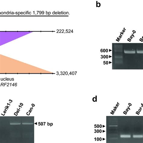Conservation Of Sorf2146 Within Arabidopsis Thaliana Accessions A