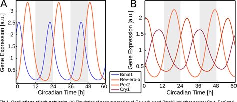 Figure 4 From Feedback Loops Of The Mammalian Circadian Clock