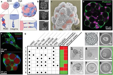 Engineering Living Composite Microtissues Using Cellular Download
