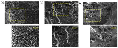 Sem Micrographs Of Cross Section Morphology Of Hydrogels After