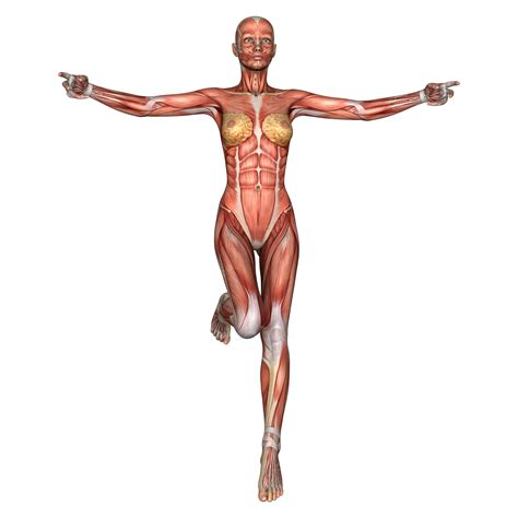 Info Body