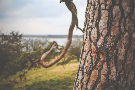 Royalty Free Photo A Conifer Tree Trunk Close Up Pickpik