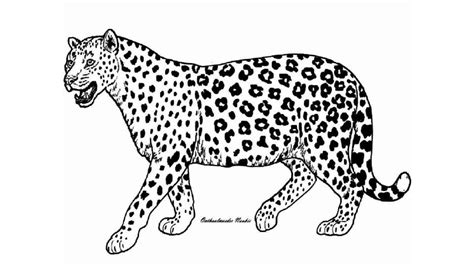 Dibujo De Guepardo Para Colorear Y Pintar 4516