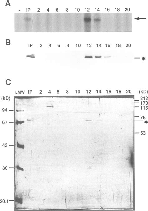 Purification Of Rrn3p By A Mono Q Column Chromatography The