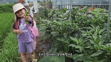 일상vlog 시골아이 브이로그2 일상 힐링 시골육아 시골살이 텃밭수확 Youtube