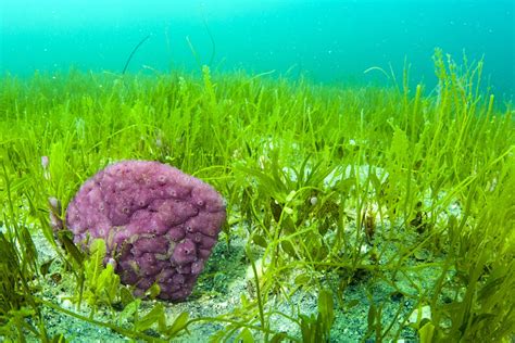 Mangroves And Seagrass Beds Domestic Tourism Safaris