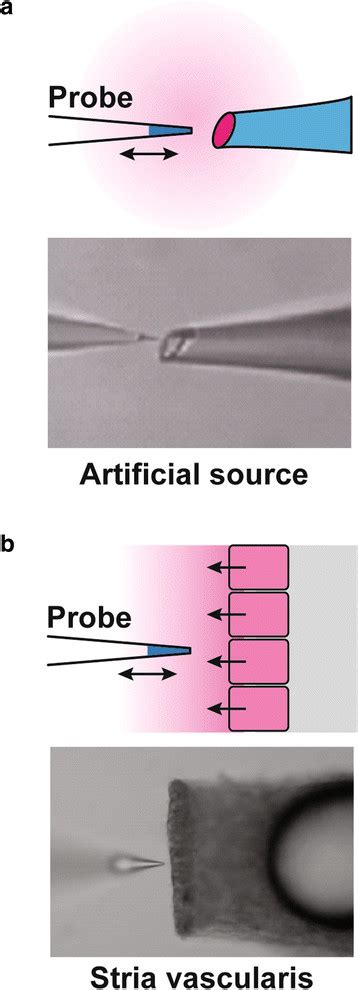 Self Referencing Ion Selective Electrode Method The Electrode Probe