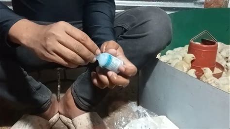 বয়লার মুরগি কিভাবে ভ্যাকসিন করে এই ভিডিও টার মধ্যে ভ্যাকসিন করার পদ্ধতি দেওয়া রয়েছে Viral