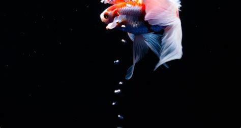 What Is The Difference Between Submission And Obedience Difference