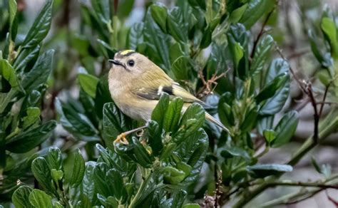 Goldcrest Facts Identification Diet Migration Info Etc Binocular Base