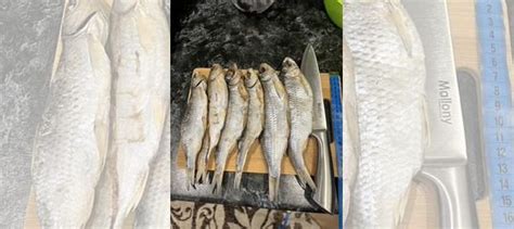 Рыба вобла вяленая астраханская купить в Саранске | Товары для дома и ...