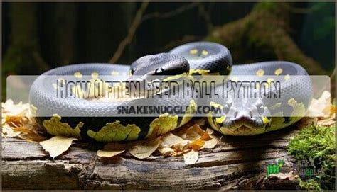 How Often Feed Ball Python Complete Feeding Chart And Schedule Guide