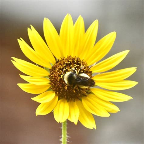 Americas 1st Trail Of Tears And Roots Remedies Recipes Choctaw Apache