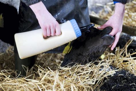 Labour Saving Tips For Calf Rearing 23 January 2019 Premium