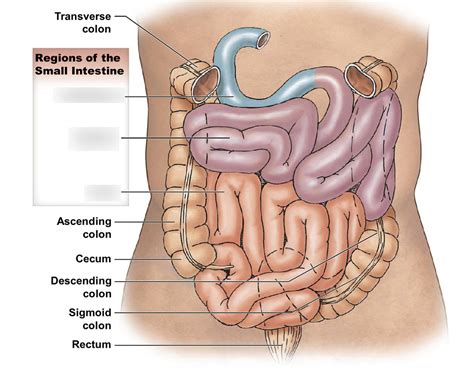 Small Intestine Diagram Quizlet