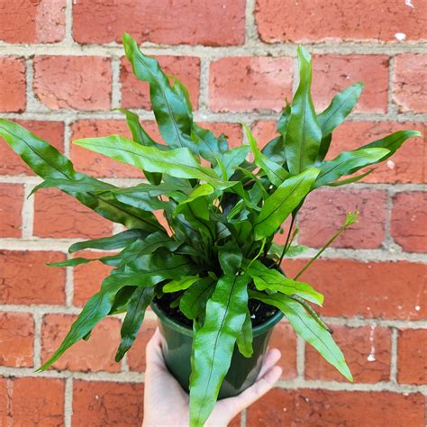 Microsorum Diversifolium 13cm Pot Folia House