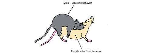 Motivated Behavior Sexual Behavior Introduction To Neuroscience
