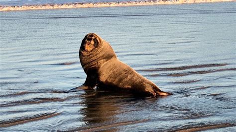 Petition · Protect Endangered New Zealand Sea Lion New Zealand