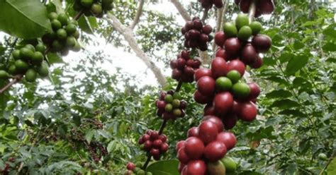 San Cristóbal Tour Del Café En Las Montañas De Chiapas Getyourguide