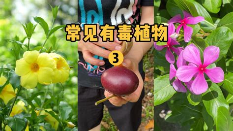 【水果猎人】鉴定身边常见的有毒植物3 水果猎人杨晓洋 水果猎人杨晓洋 哔哩哔哩视频