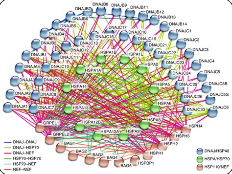 The Interconnected Relationship Of Dnaj Proteins In The Context Of