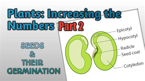 Class 5 Plants Increasing The Numbers Part 2 Youtube