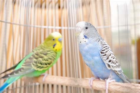 Male Or Female How To Sex Parakeets Parrot Whisper