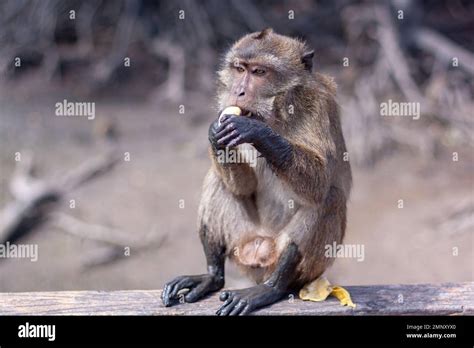 Funny Macaque Monkey Eats A Banana Sitting On Railing Paws In Mud