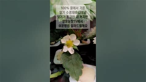 흙 없이 100 물에서 기른 딸기 기르는 쉬운방법을 곧 장훈농장tv에서 공개합니다 텃밭 딸기키우기 딸기수경재배 수경재배 Koreanfarmer Youtube