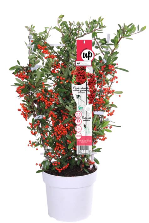 Pyracantha Perfect Garden