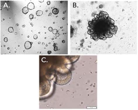 Mouse Enteric Organoid Culture Protocol Bio Techne
