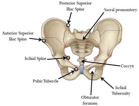 Pubic Crest Tubercle
