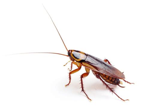 Cockroach Extermination Services St Charles Geneva Elgin Elburn Il