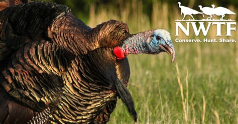 National Wild Turkey Federation