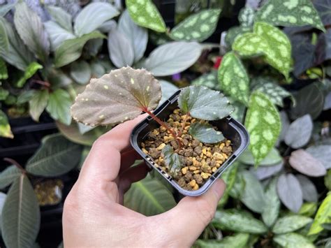 Begonia Promethea Synbeccarii Bau Sarawak Kzt Plants Store