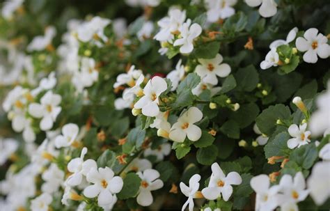 Bakopa Priežiūra Auginimas Ir Panaudojimas