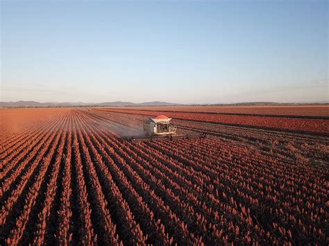 Harvest Winds Up On 14mt Sorghum Crop Grain Central