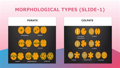 Forensic Palynology Pollen Grains Pptx