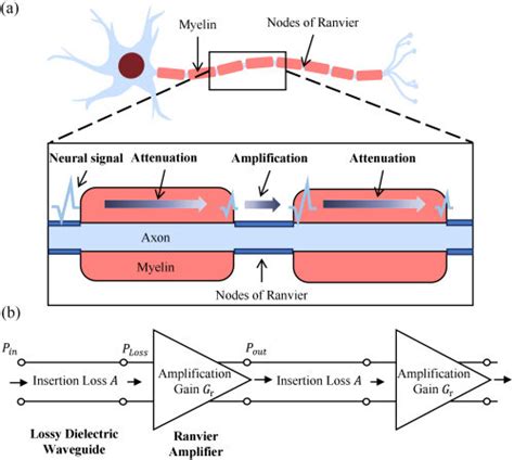 A Schematic Diagram Of Myelinated Nerve And Neural Signal Propagating